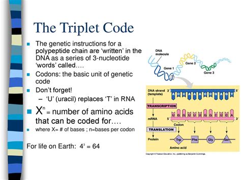 From Gene To Protein Ie Transcription And Translation Ppt Download