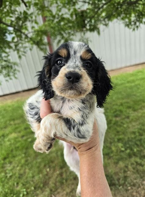 English Cocker Spaniel Pups