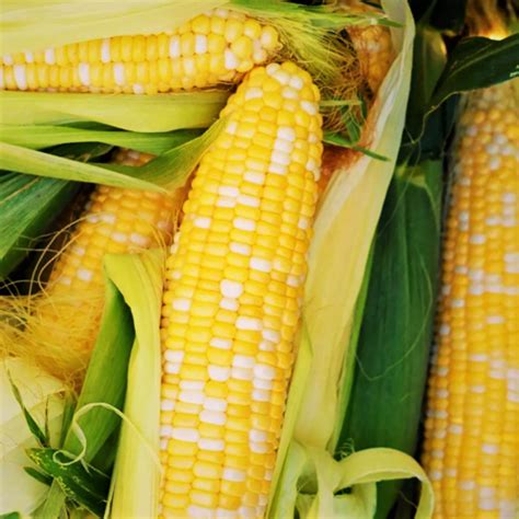 Providence Triplesweet Sweet Corn Seeds Sy Bicolor Yellow And White