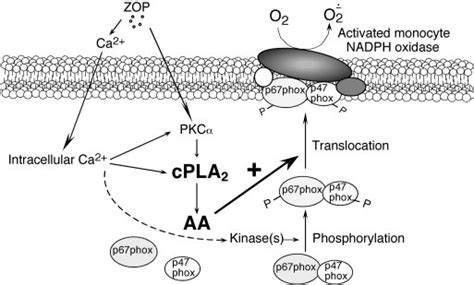 Proposed Model Of The Human Monocyte Signal Transduction Pathways