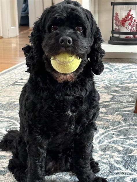 Coastal Maine Cockapoos