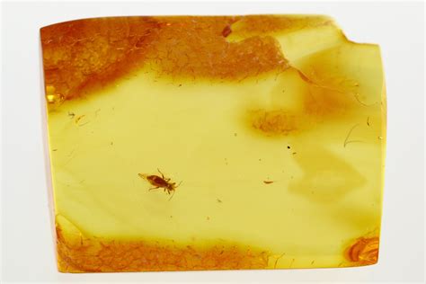 Detailed Fossil Aphid Megapodaphis Nymph In Baltic Amber 273270