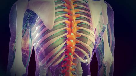 Understanding Transverse Myelitis Medika Life Patient Information Sheet