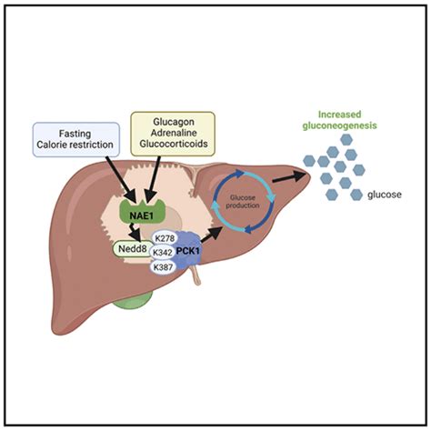 Cell Metabolism Pck1类泛素化可以调控葡萄糖代谢 高分文献解读 武汉华美生物