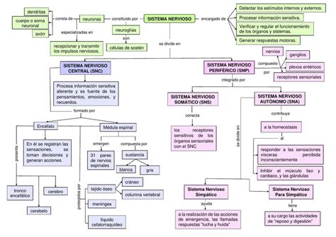 Organizador Visual Del Sistema Nervioso UDocz
