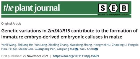 （植物科学最前沿）四川农业大学沈亚欧团队解析玉米胚性愈伤组织诱导的分子机理 四川农业大学新闻网