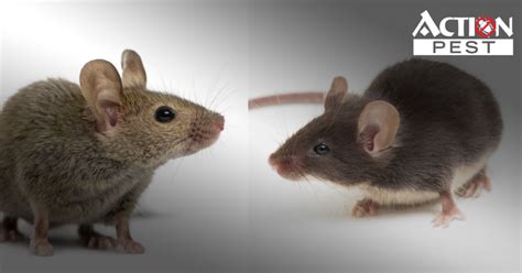 Rat Vs Mouse Whats The Difference And How To Control