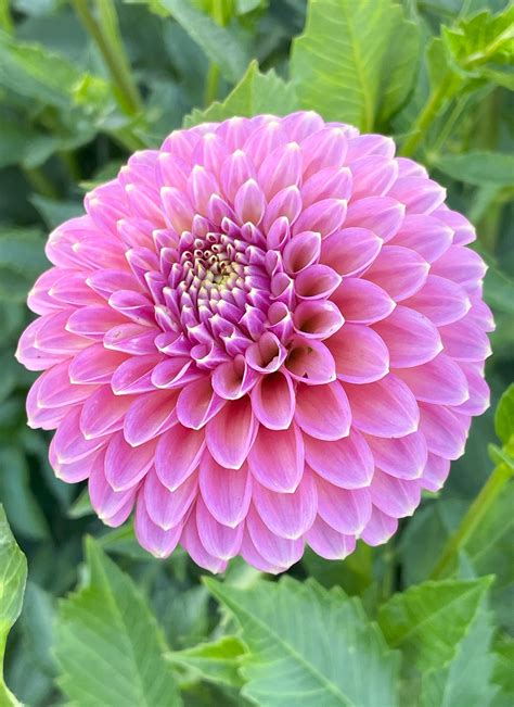 Skipley Spot Of Gold Dahlia Garden Hands Dahlias Sharing Beauty