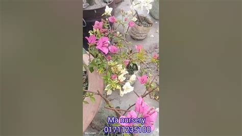 বাগান বিলাস ফুল সহ গাছ Shortvideo বাগান বিলাস ফুল সহ গাছ Viral Ma Nursery Flowers Love