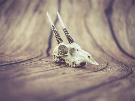 Oribi Skull Pre Supported 3d Model By Lanternlore On Thangs