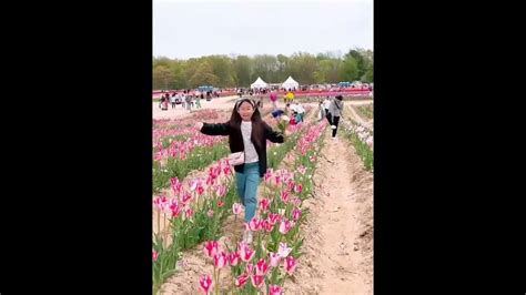 망고 캐나다 튤립축제 Youtube
