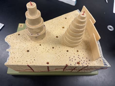 Bone Tissue Diagram Quizlet
