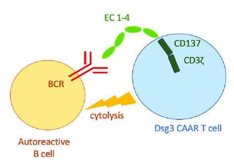 Dsg3 Caar T Cell Which Bears The Extracellular Domains 1 4 Ec 1 4 Of