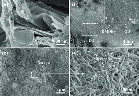 Scanning Electron Microscopy Sem Micrographs Of A Eg B