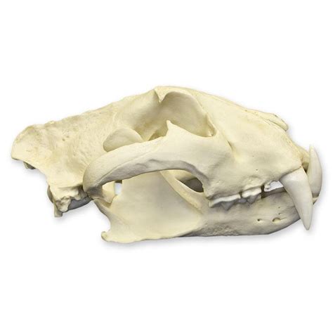 Replica Tiger Skull Male Siberian For Sale — Skulls Unlimited