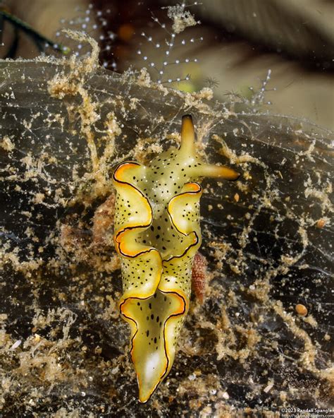 Ornate Sapsucking Slug Elysia Ornata Spanglers Scuba