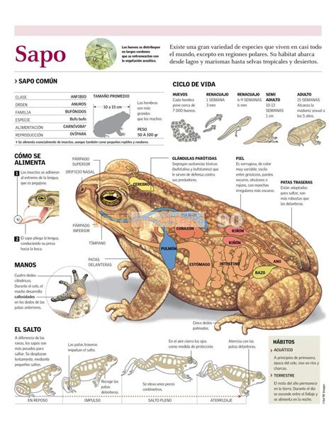 Infografía Sapo Infographics90