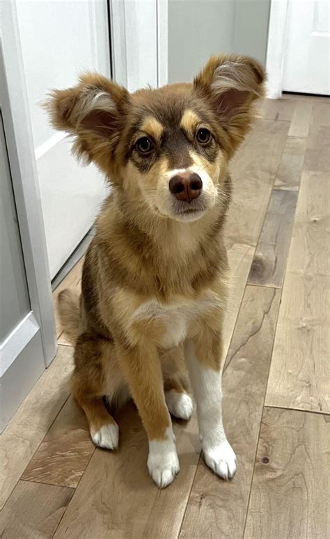 Mini Aussie Intelligence : r/MiniAussies