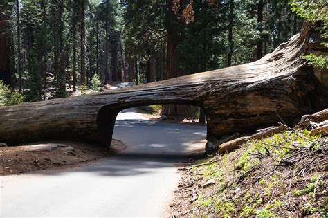 Sequoia National Parks Tunnel Log Map Images And Tips Seeker
