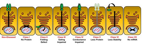 About Cystic Fibrosis Gentzsch Lab