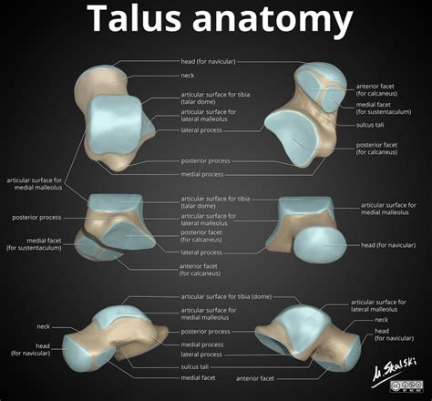 Anatomy Of The Talus Bone Bones Of The Foot Talus And Calcaneus