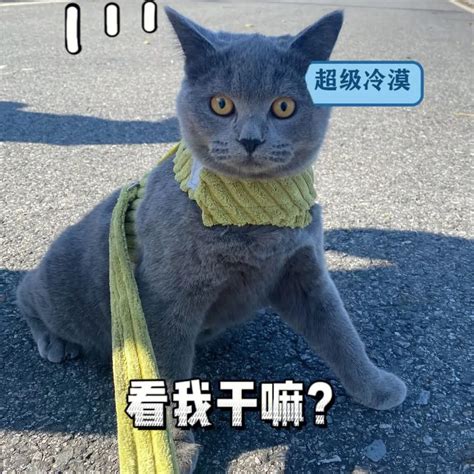 猫爪必须在上原则你知道吗 喵百科 上亦科技