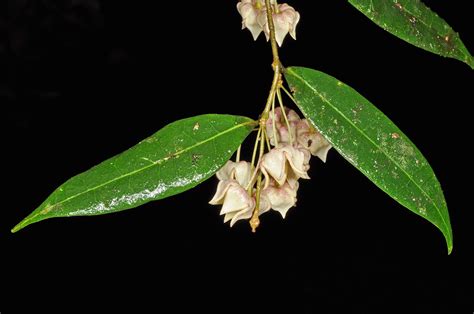 Hoya Linavergarae Apocynaceae