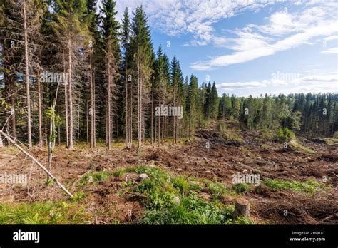 Logging Debris Mostly Removed From Clear Cutting Area After Logging
