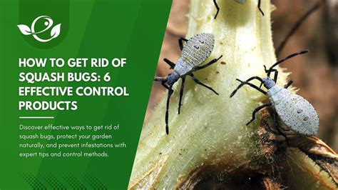 How To Get Rid Of Squash Bugs 6 Effective Control Products