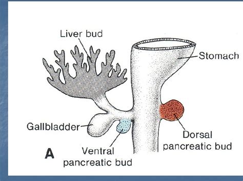 Anatomy Of Duodenum Development Of Duodenum Page 79