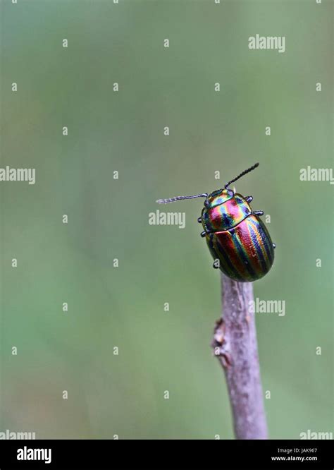 Rainbow Leaf Beetle Chrysolina Cerealis On Branch Stock Photo Alamy