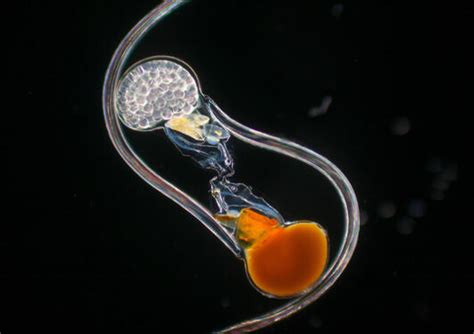 A First Look At The Plastic Nervous System Of A Cod Parasite Michael Sars Centre Uib