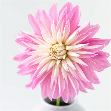 Alloway Candy Dahlia Tuber For Dahlia Library Stone Hollow