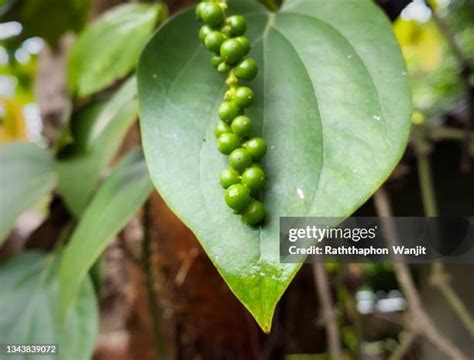 Black Pepper Leaves Photos And Premium High Res Pictures Getty Images