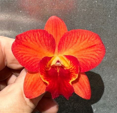 Slc Candy Sparks X Slc New Sunset Valley Orchids