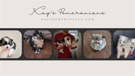 Chars Pomeranians Today At The Westminster Kennel Club Show G Ch
