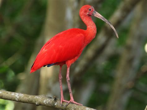 Scarlet Ibis Ebird