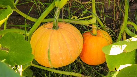 15 Tips For Growing Pumpkins In Containers And The Common Mistakes To