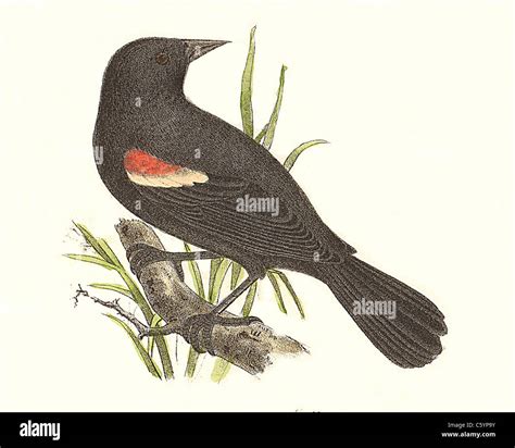 The Red Winged Oriole Red Winged Blackbird Red Winged Starling Marsh