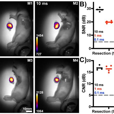Phlip Icg Swir Guided Resection Under Ambient Lighting A Wl Overlaid Download Scientific
