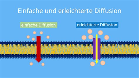 Passiver Transport Einfache Und Erleichterte Diffusion Mit Video