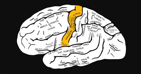 Precentral Gyrus Characteristics And Functions Of This Part Of The