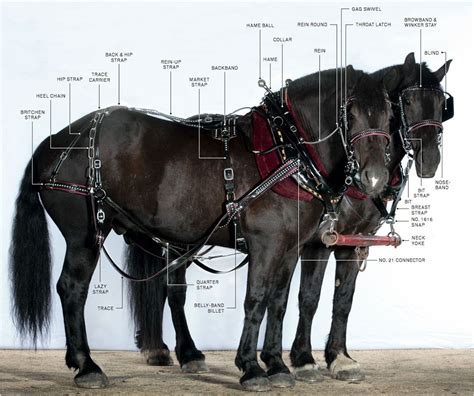 Essential Draft Horse Gear And Tools For Farm Tasks Draft Horse