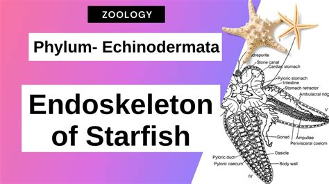Echinodermata Endoskeleton Of Asterias Starfish Zoology Youtube Echinodermata Endoskeleton Of Asterias Starfish Zoology Youtube