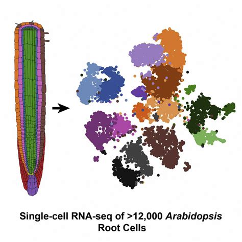 High Throughput Single Cell Transcriptome Profiling Of Plant Cell Types Cell Reports