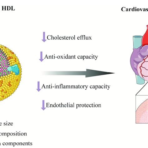 Dysfunctional Hdl And Cardiovascular Disease Hdl Are Highly Download Scientific Diagram