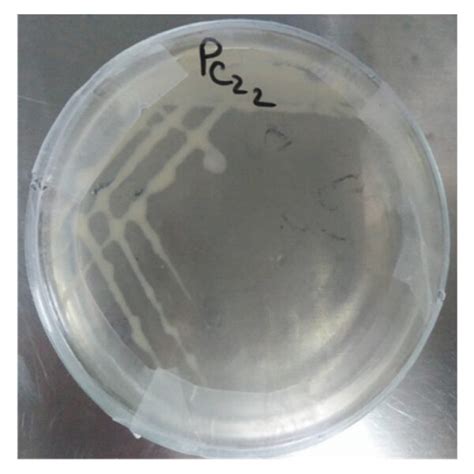 Isolation Of Bacteria From Poultry And Curd Morphological Analysis Of