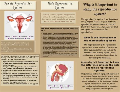 Human Reproductive Systembrochurepdf