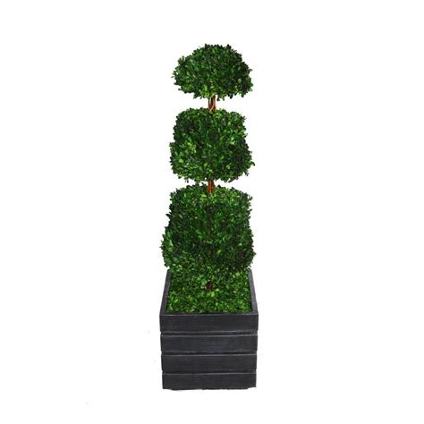 Laura Ashley 50 In Tall Preserved Natural Spiral Boxwood Cone Topiary