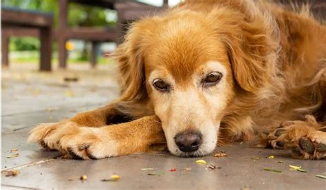 Liver Failure Dogs Symptoms My Pets Guide